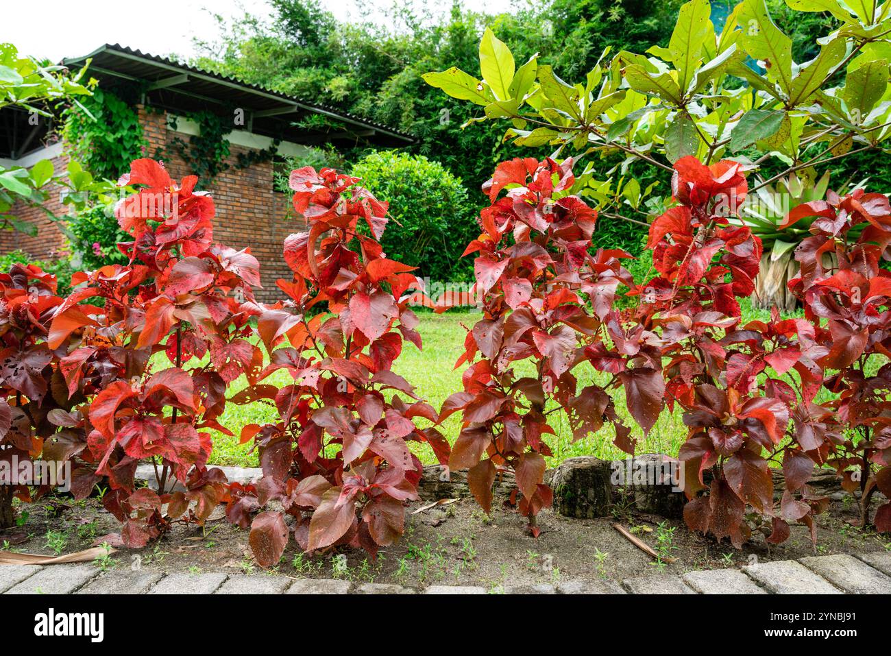 Acalypha wilkesiana, common names copperleaf and Jacob’s coat. The ...