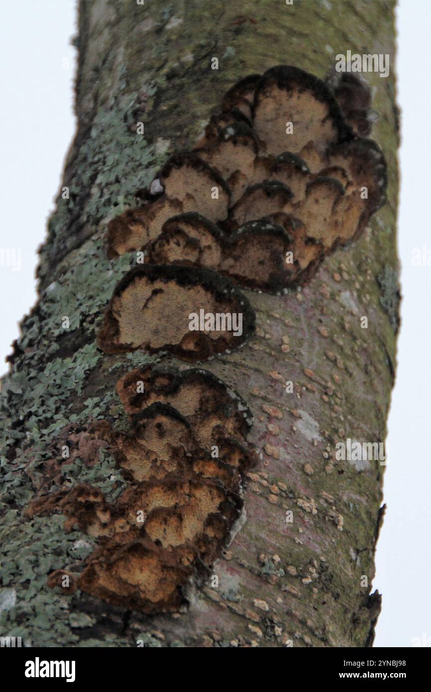 Alder Bracket (Mensularia radiata Stock Photo - Alamy