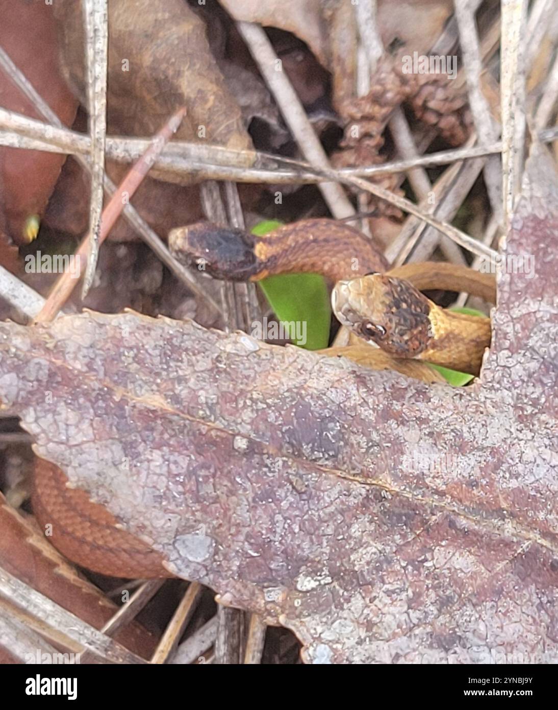 Red-bellied Snake (Storeria occipitomaculata Stock Photo - Alamy