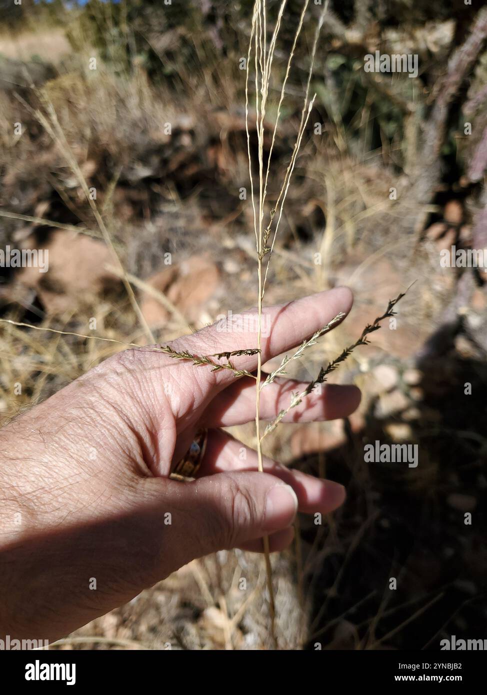 Leptochloa hi-res stock photography and images - Alamy