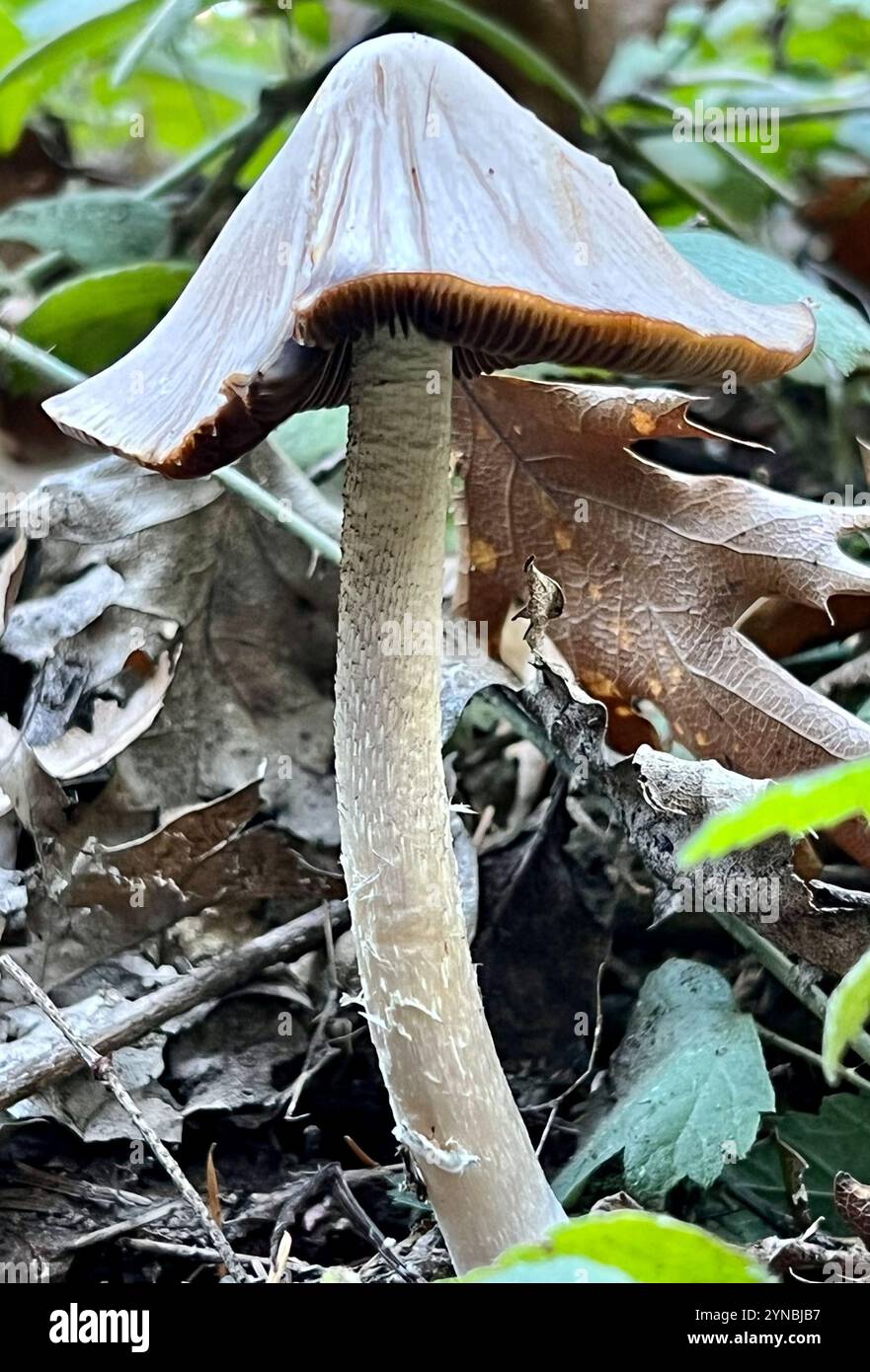 Tall Psathyrella (Psathyrella longipes Stock Photo - Alamy