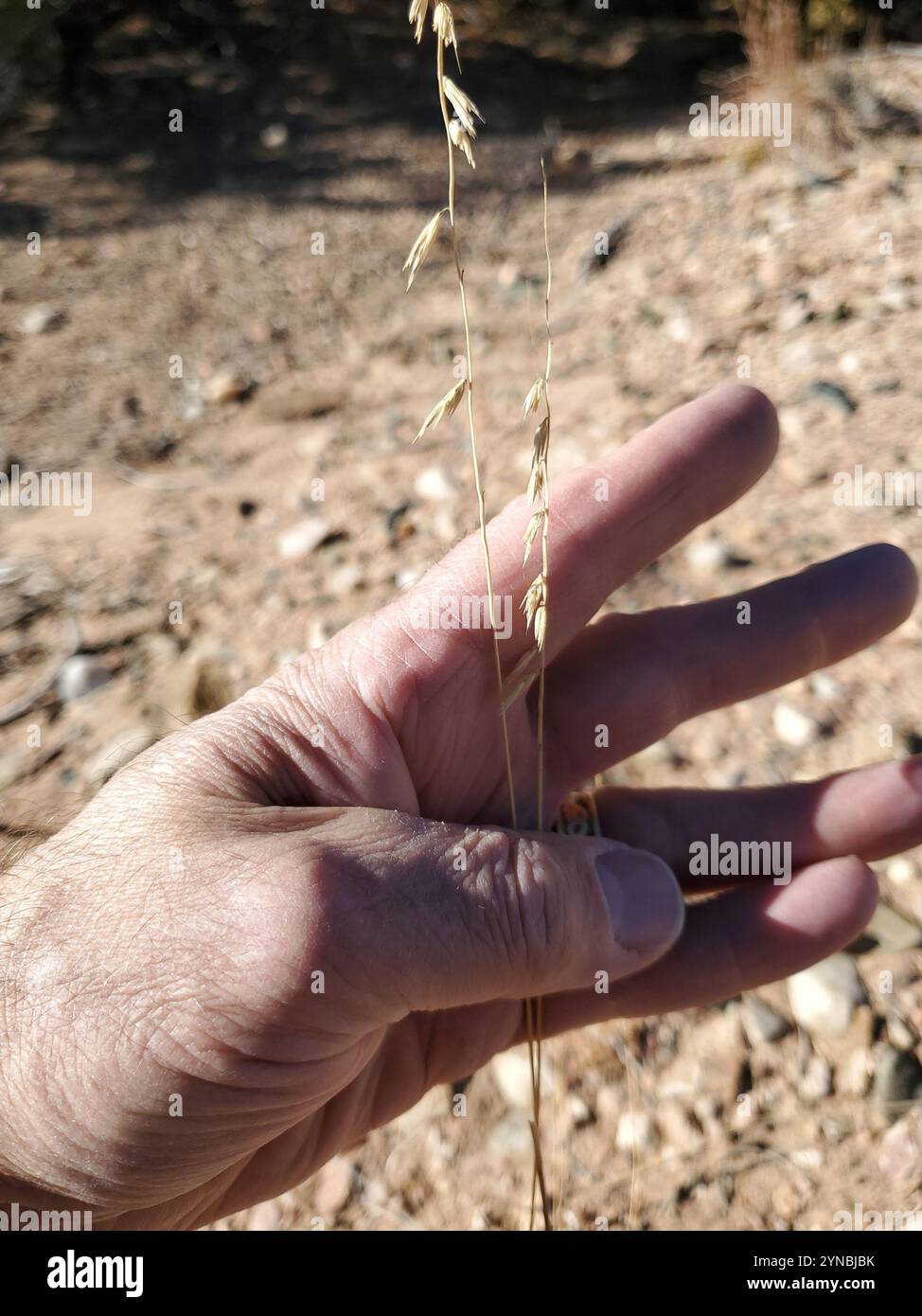 Sideoats Grama (Bouteloua curtipendula Stock Photo - Alamy
