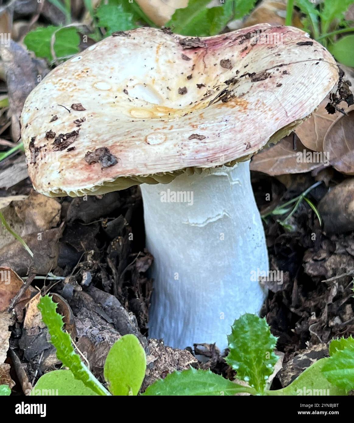 Winter Russula (Russula cremoricolor Stock Photo - Alamy