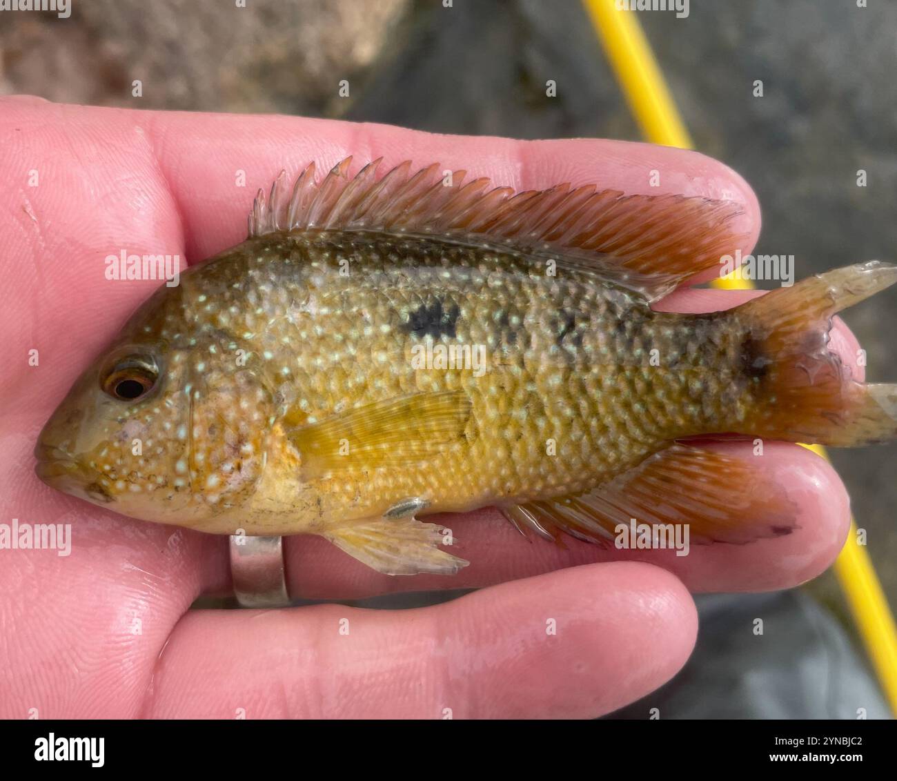 Texas cichlid hi-res stock photography and images - Alamy