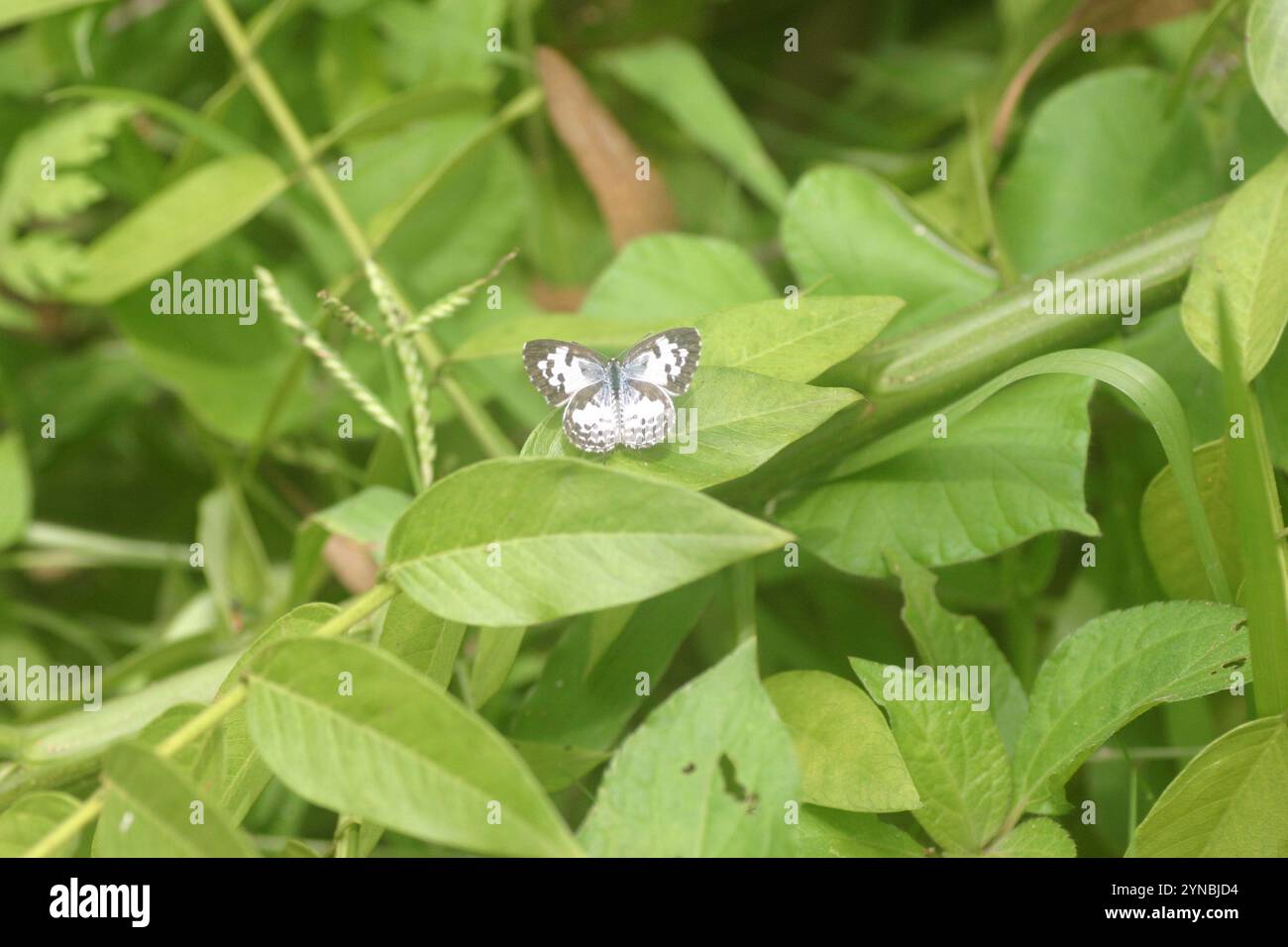 Common Pierrot (Castalius rosimon Stock Photo - Alamy