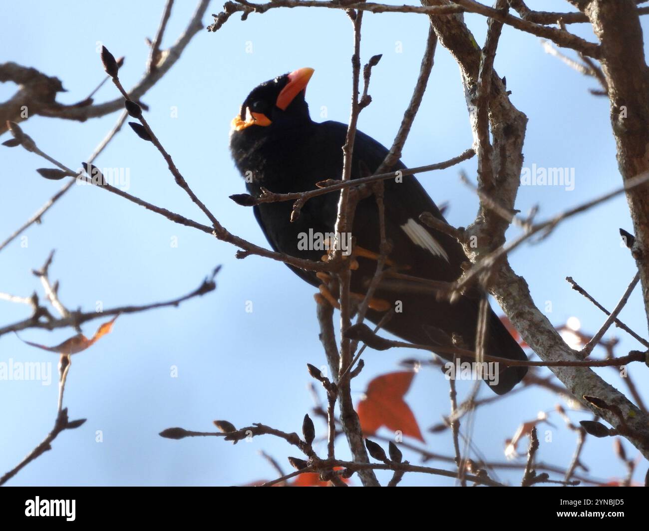 Common Hill Myna (Gracula religiosa Stock Photo - Alamy