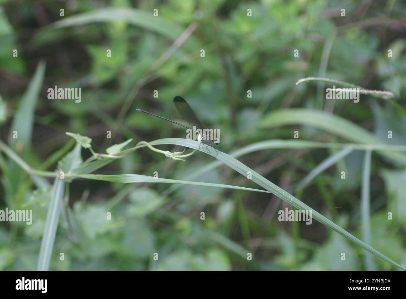 Vestalis apicalis hi-res stock photography and images - Alamy