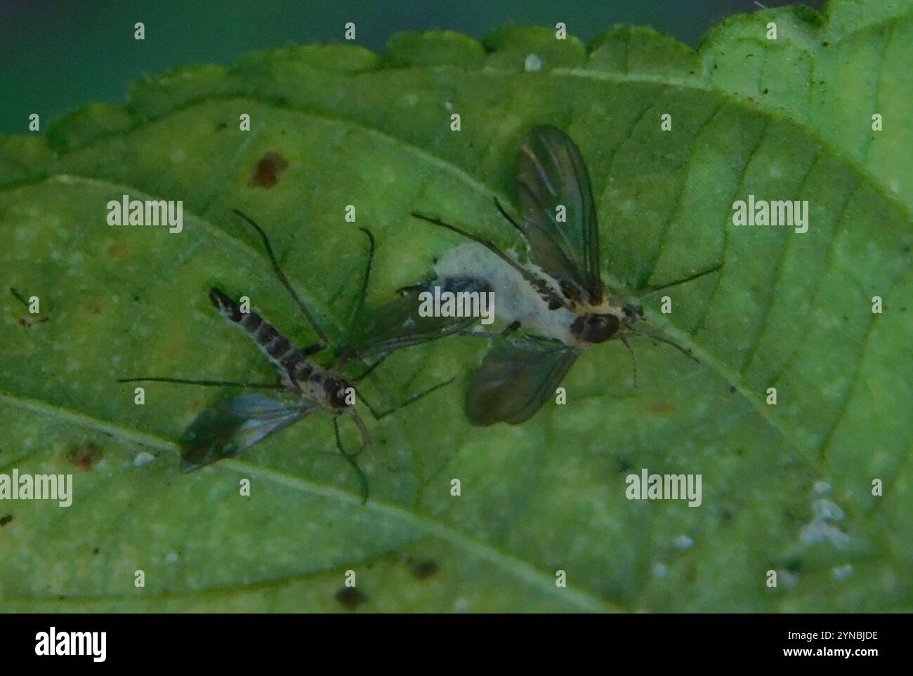 Dark-winged Fungus Gnats (Sciaridae Stock Photo - Alamy