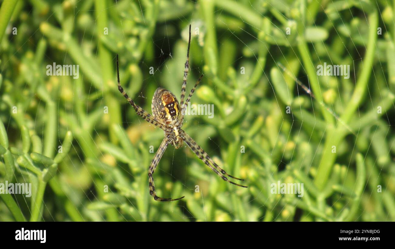 Banded Garden Spider (Argiope trifasciata Stock Photo - Alamy