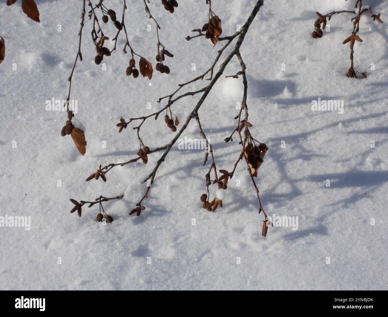 siberian alder (Alnus alnobetula fruticosa Stock Photo - Alamy