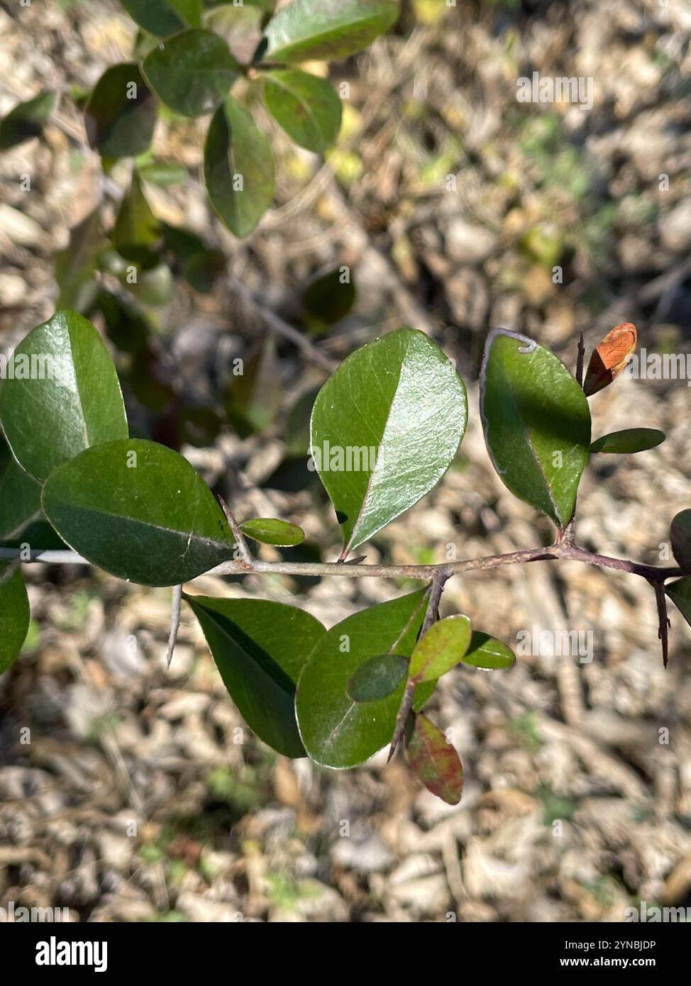 Gum bumelia (Sideroxylon lanuginosum Stock Photo - Alamy