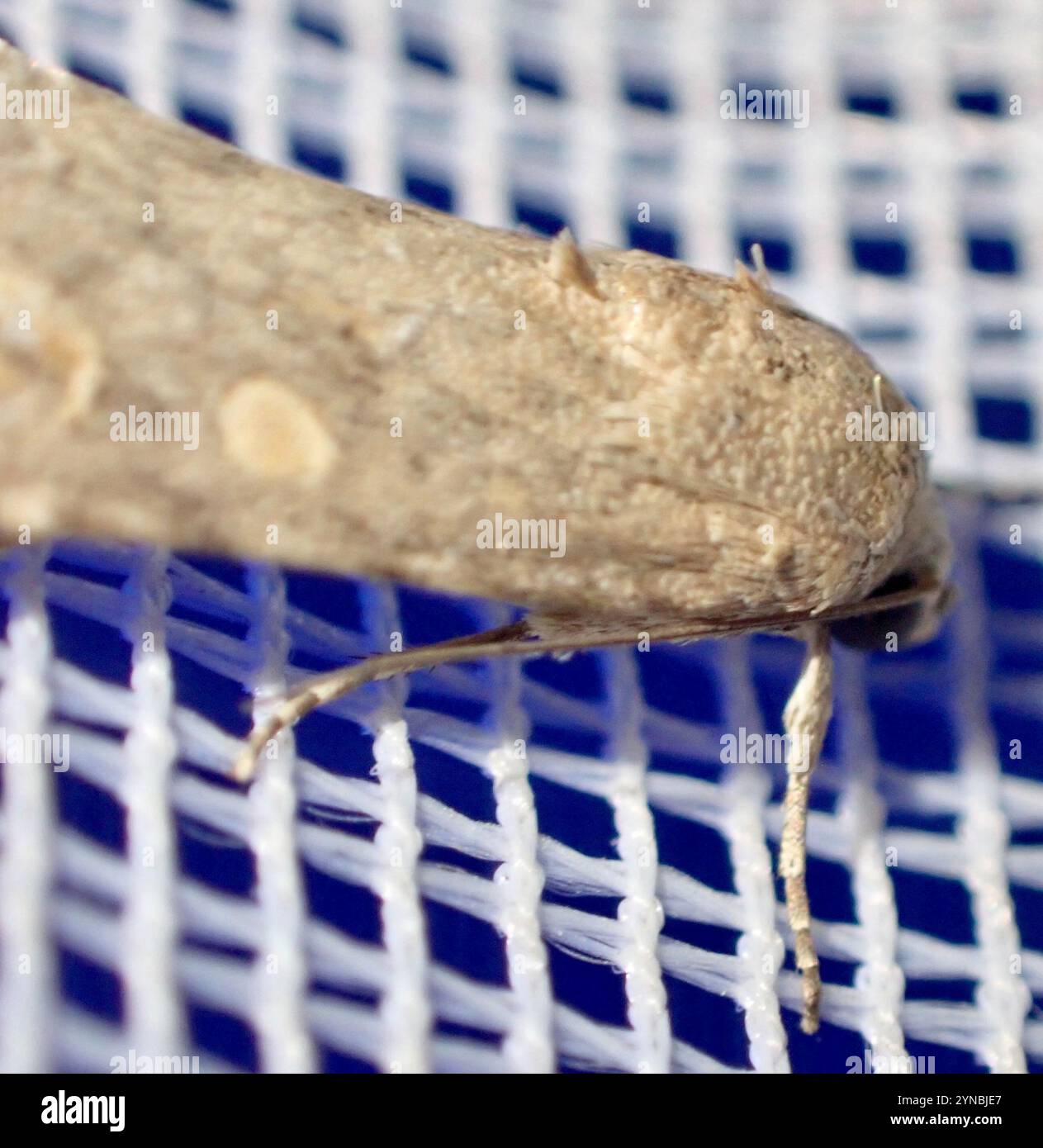 Beet Armyworm Moth (Spodoptera exigua Stock Photo - Alamy