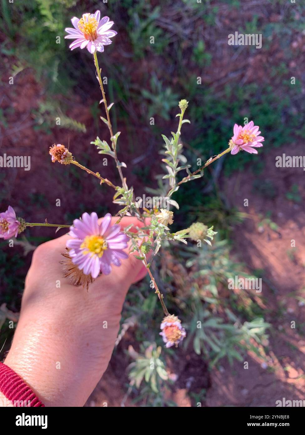 Corethrogyne filaginifolia hi-res stock photography and images - Alamy