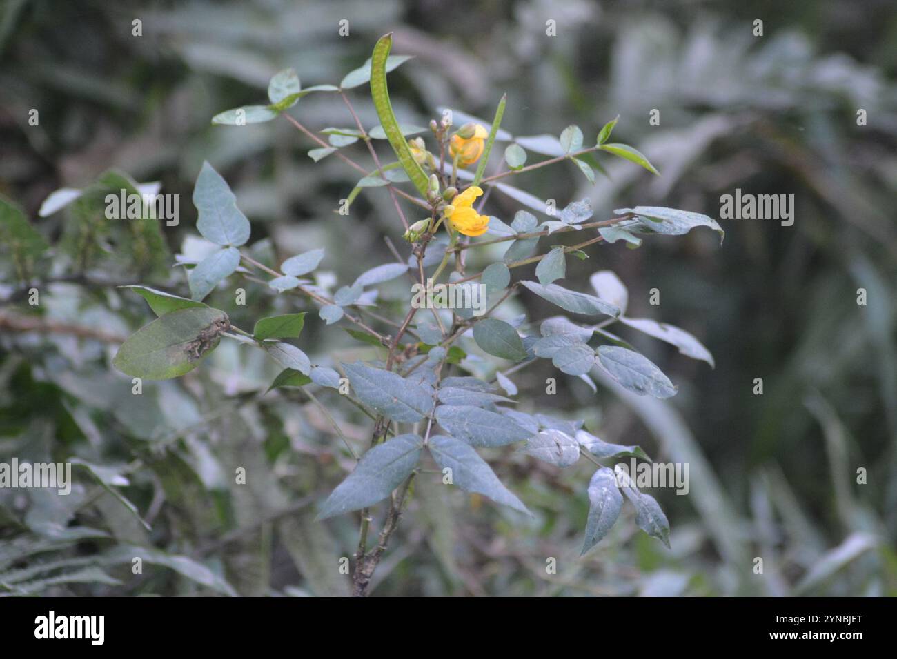Coffee Senna (Senna occidentalis Stock Photo - Alamy