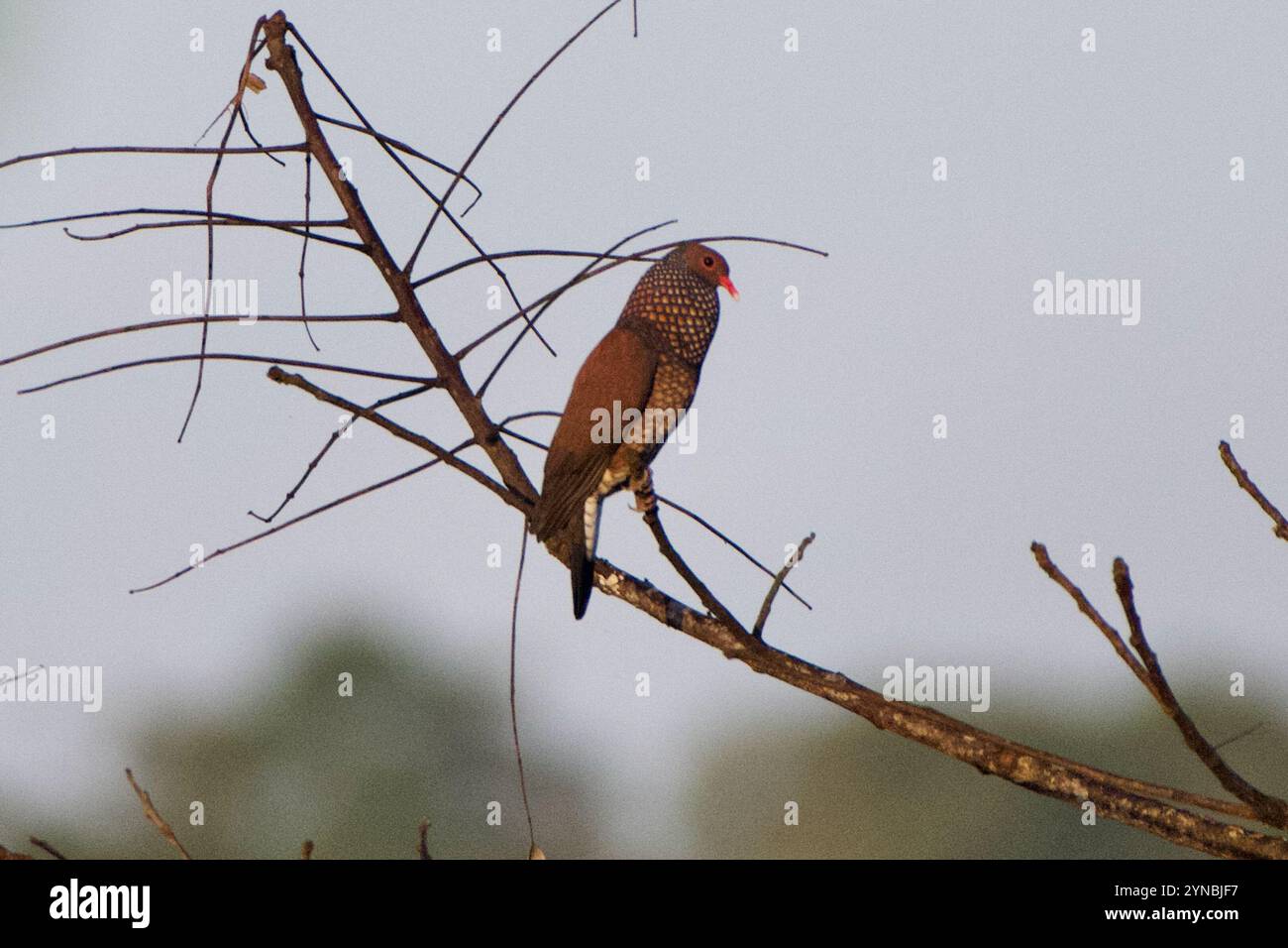 Scaled Pigeon (Patagioenas speciosa Stock Photo - Alamy