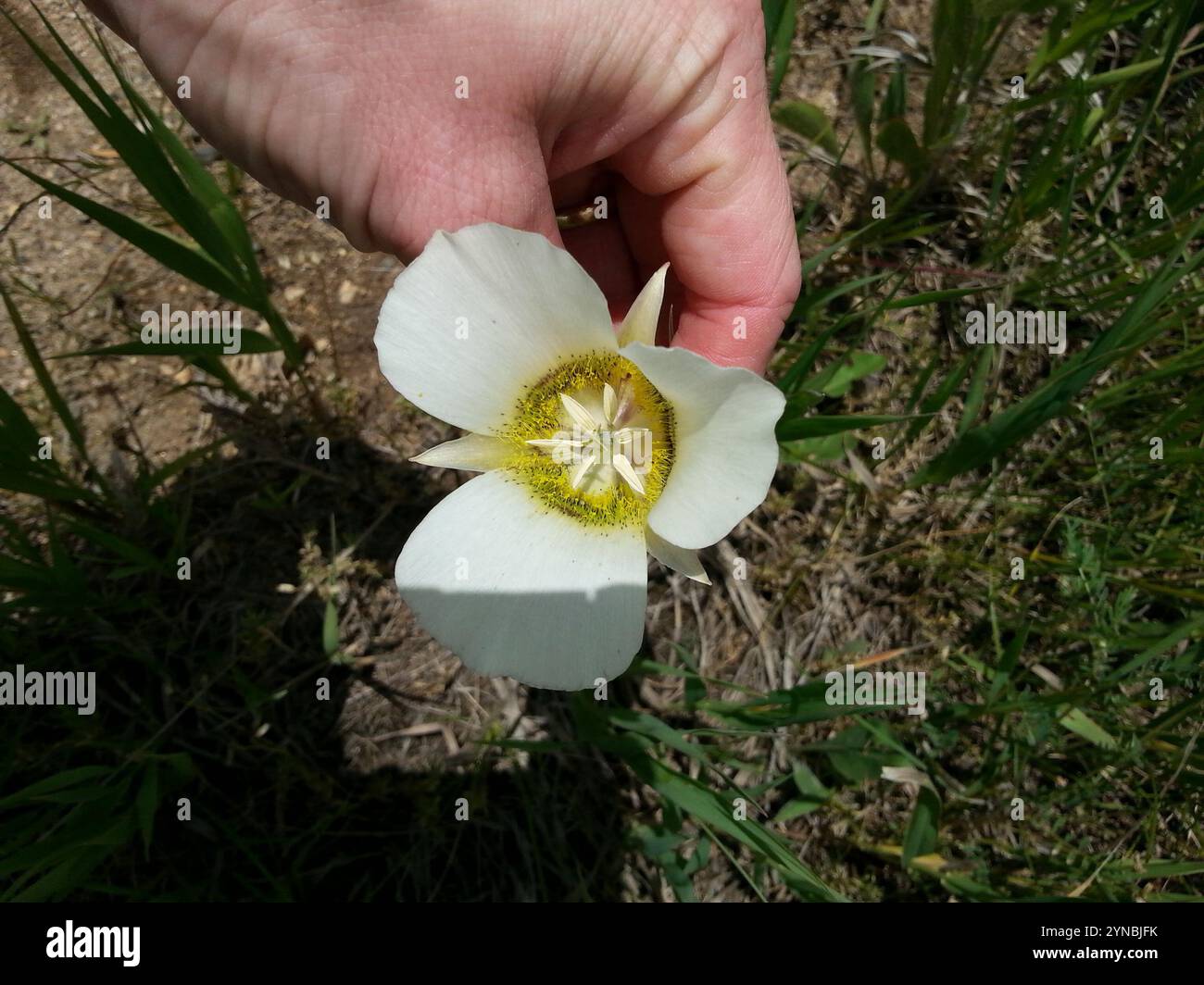 Gunnison's Mariposa Lily (Calochortus gunnisonii Stock Photo - Alamy