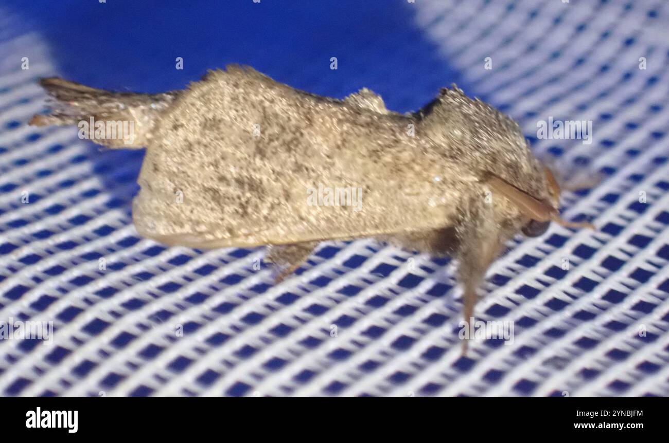 Owlet Moths and Allies (Noctuoidea Stock Photo - Alamy