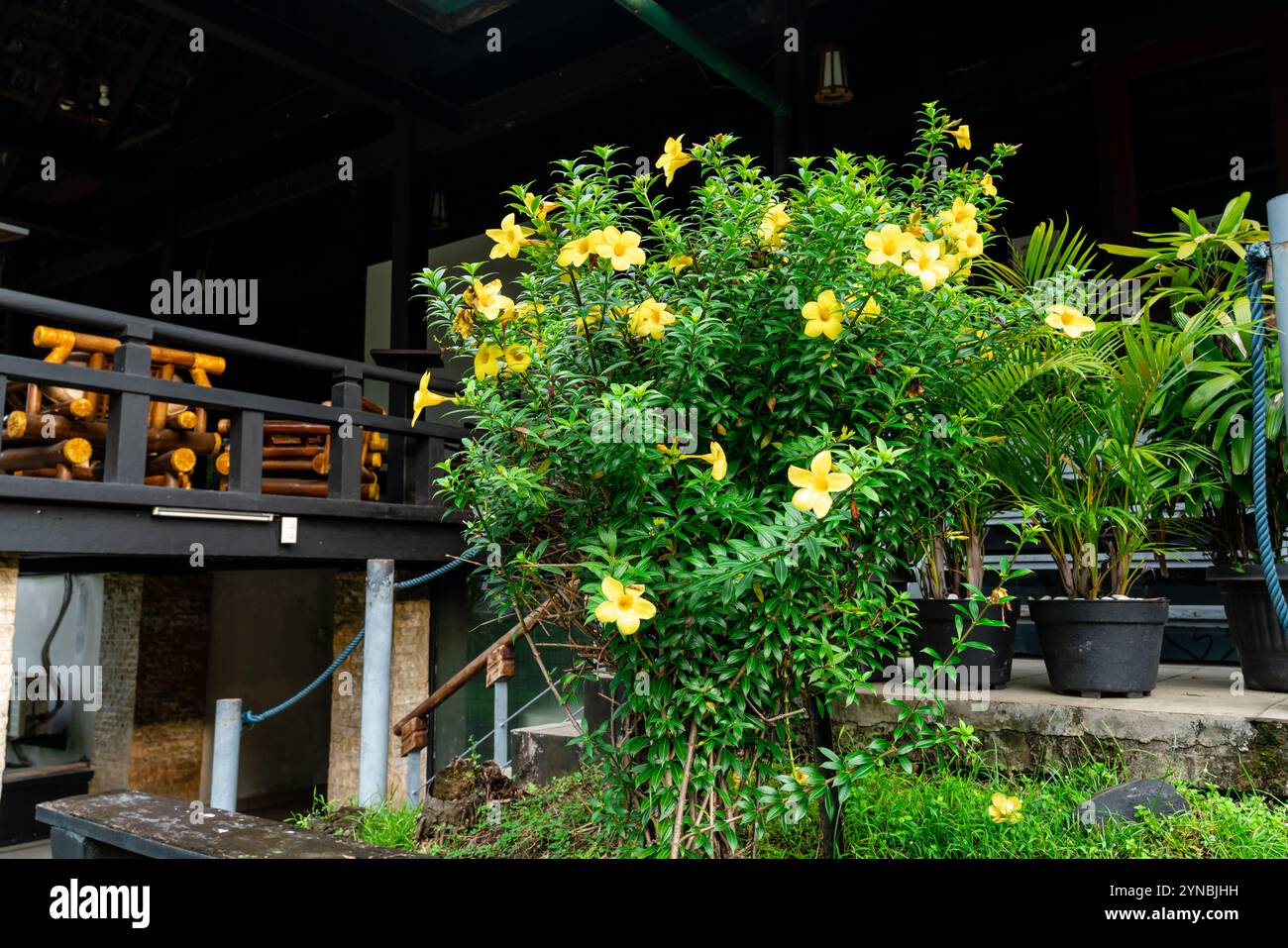 Allamanda cathartica, commonly called golden trumpet, common ...