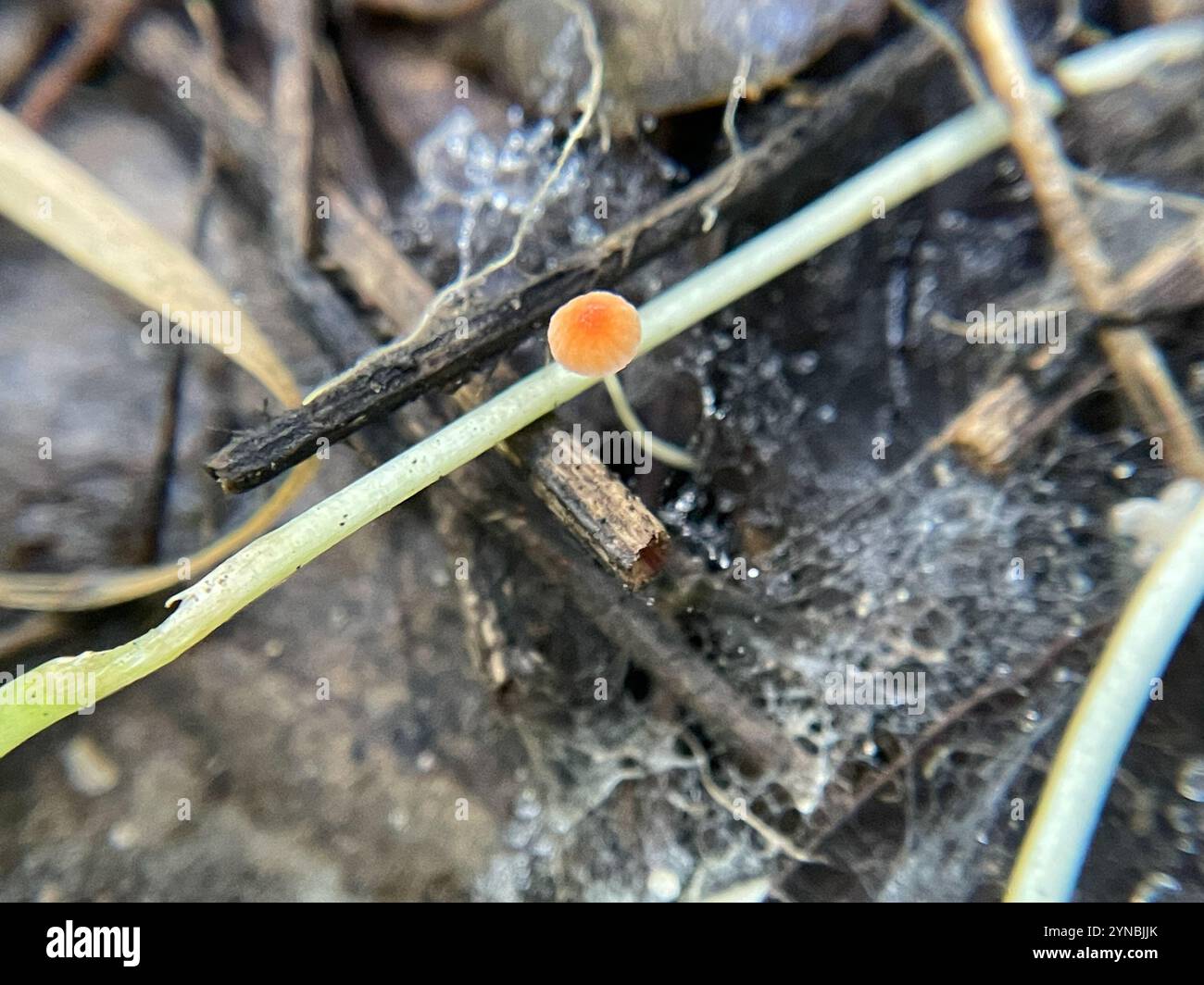 orange bonnet (Mycena acicula Stock Photo - Alamy