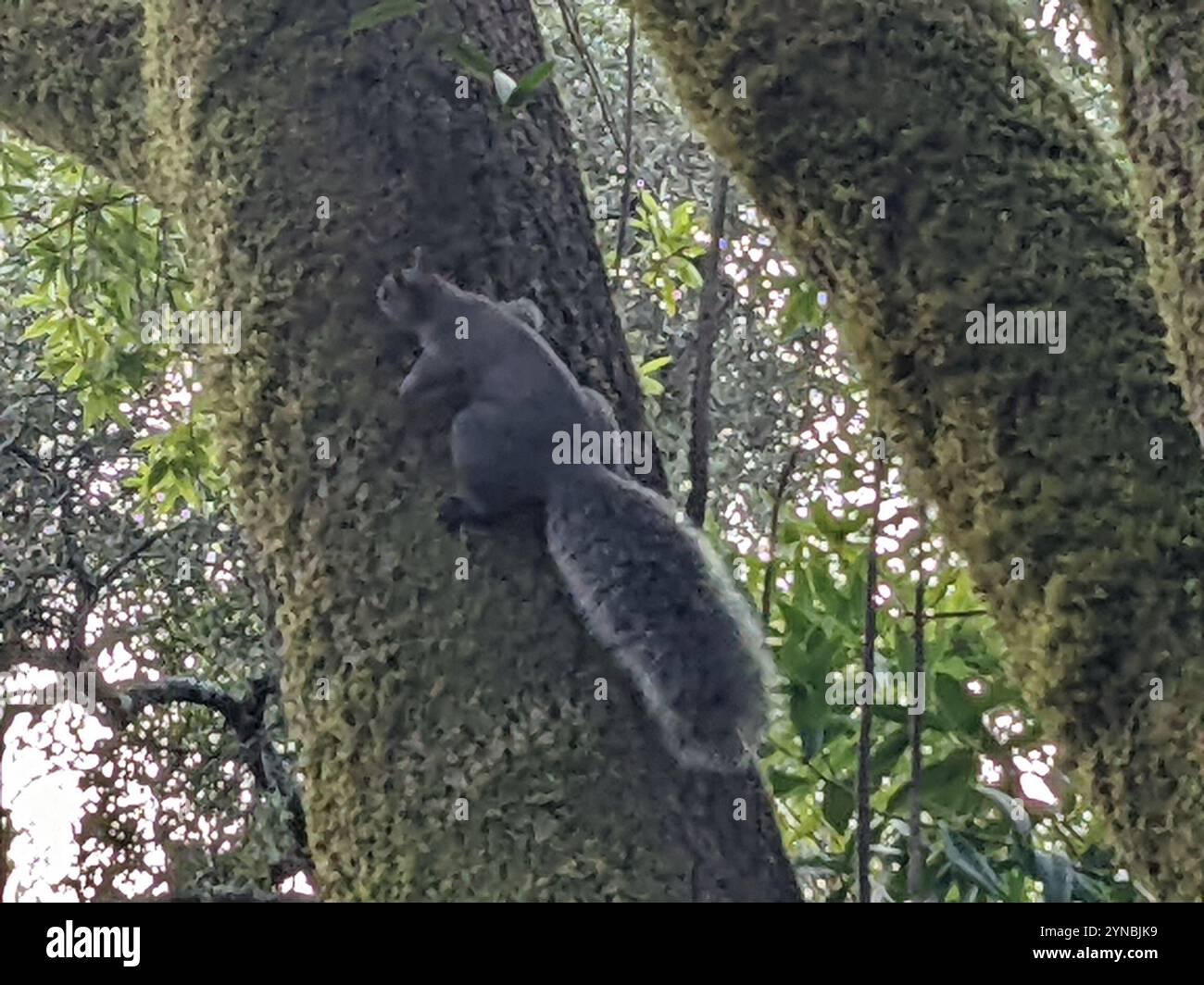 Western Gray Squirrel (Sciurus griseus Stock Photo - Alamy