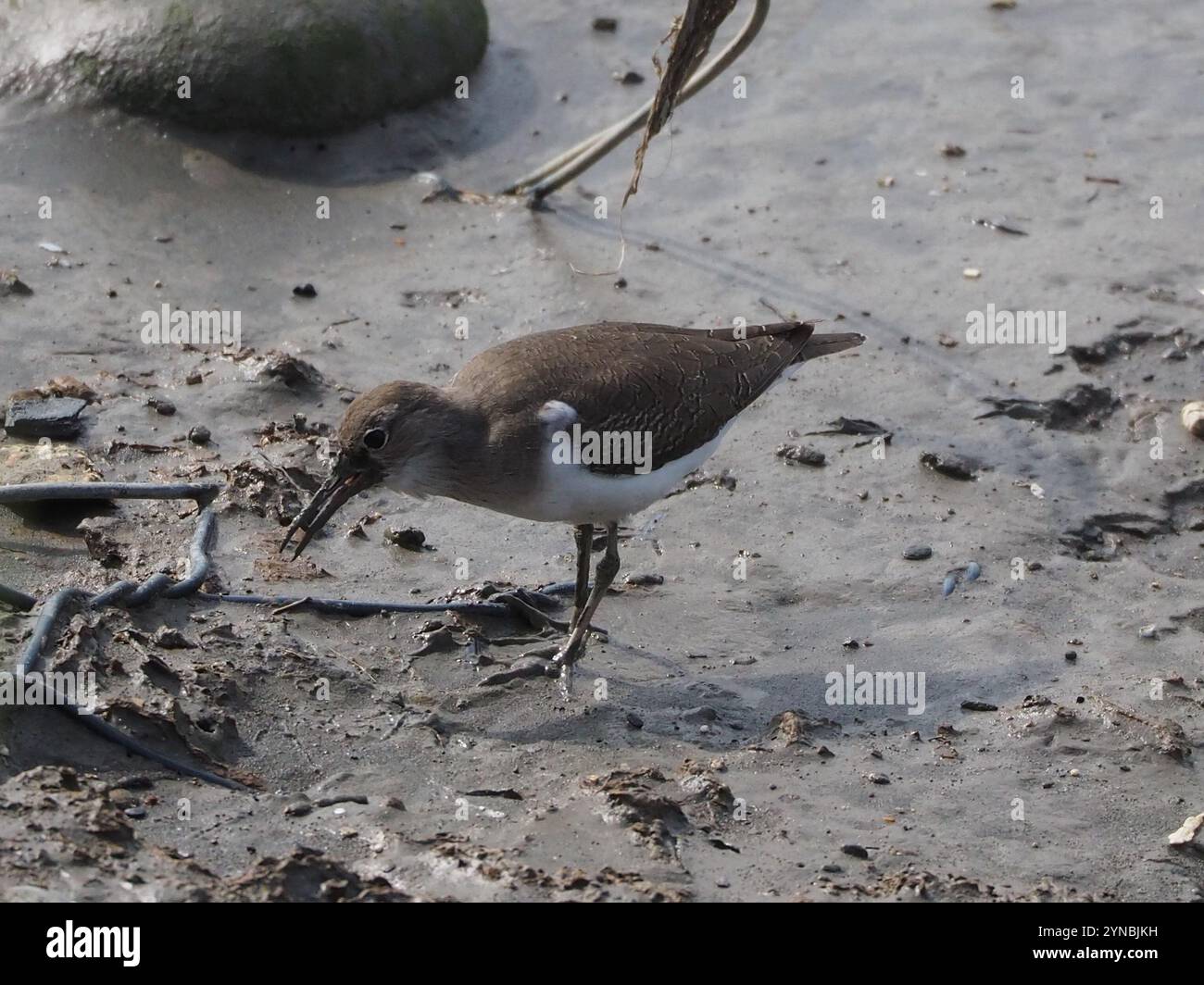 Common Sandpiper (Actitis hypoleucos Stock Photo - Alamy