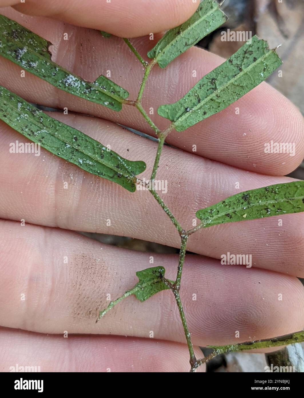 Virginia snakeroot (Aristolochia serpentaria Stock Photo - Alamy