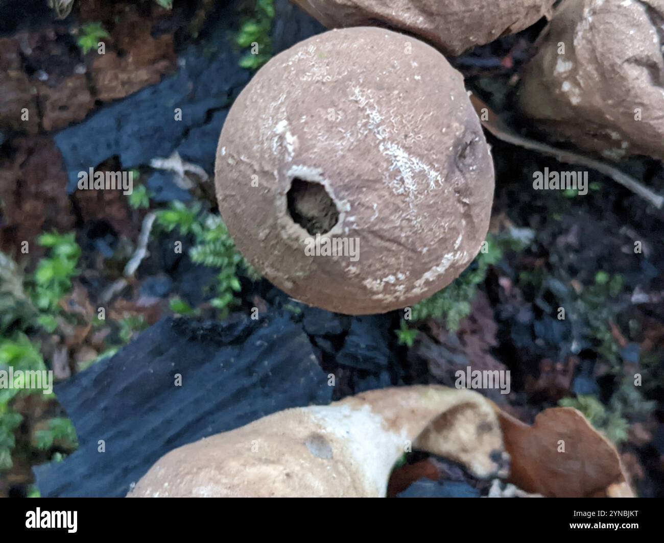 Pear-shaped Puffball (Apioperdon pyriforme Stock Photo - Alamy
