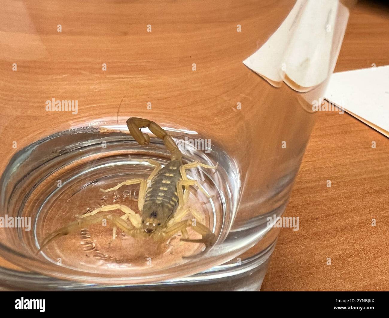 Arizona Bark Scorpion (Centruroides sculpturatus Stock Photo - Alamy