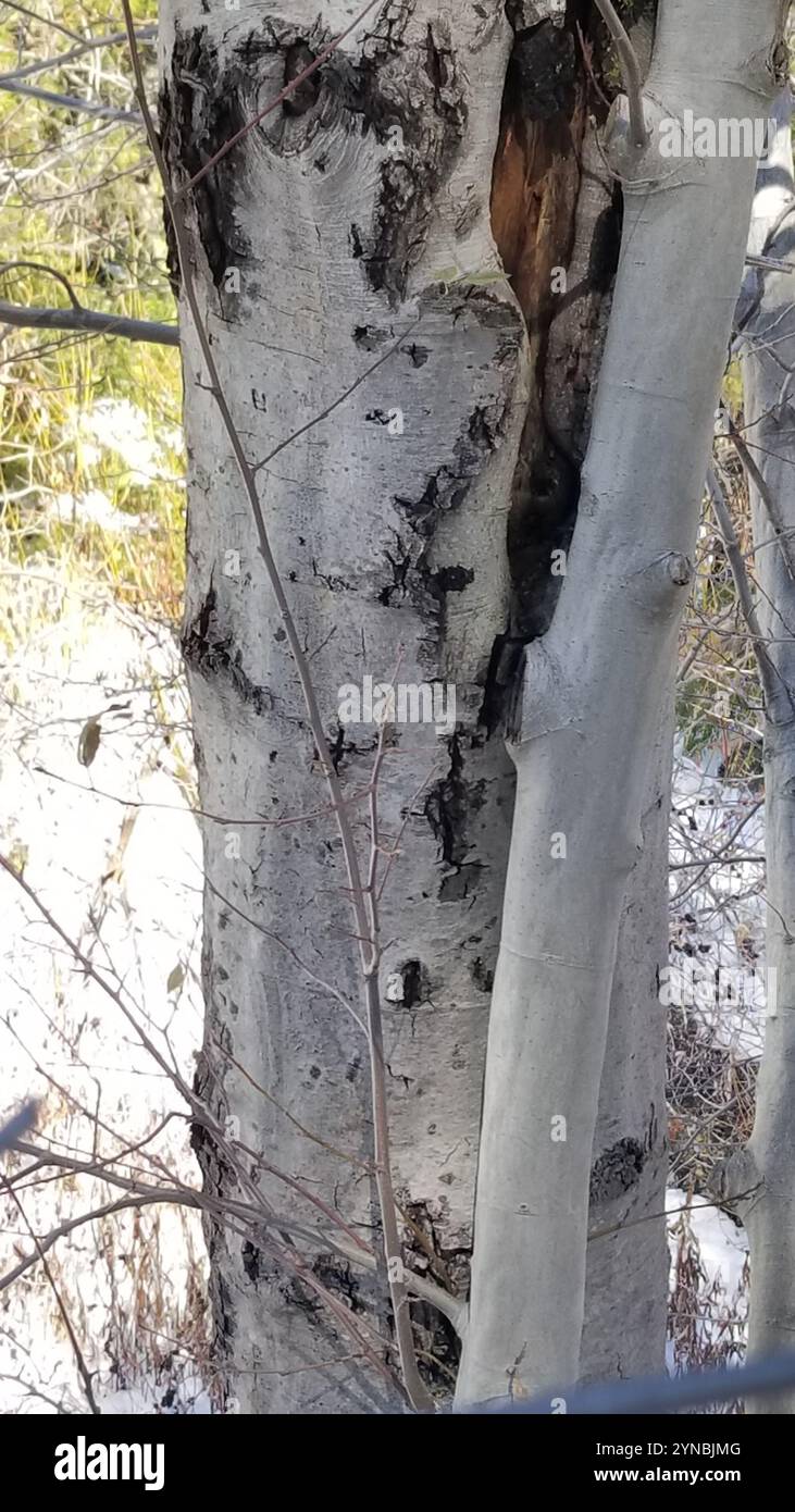 white alder (Alnus rhombifolia Stock Photo - Alamy