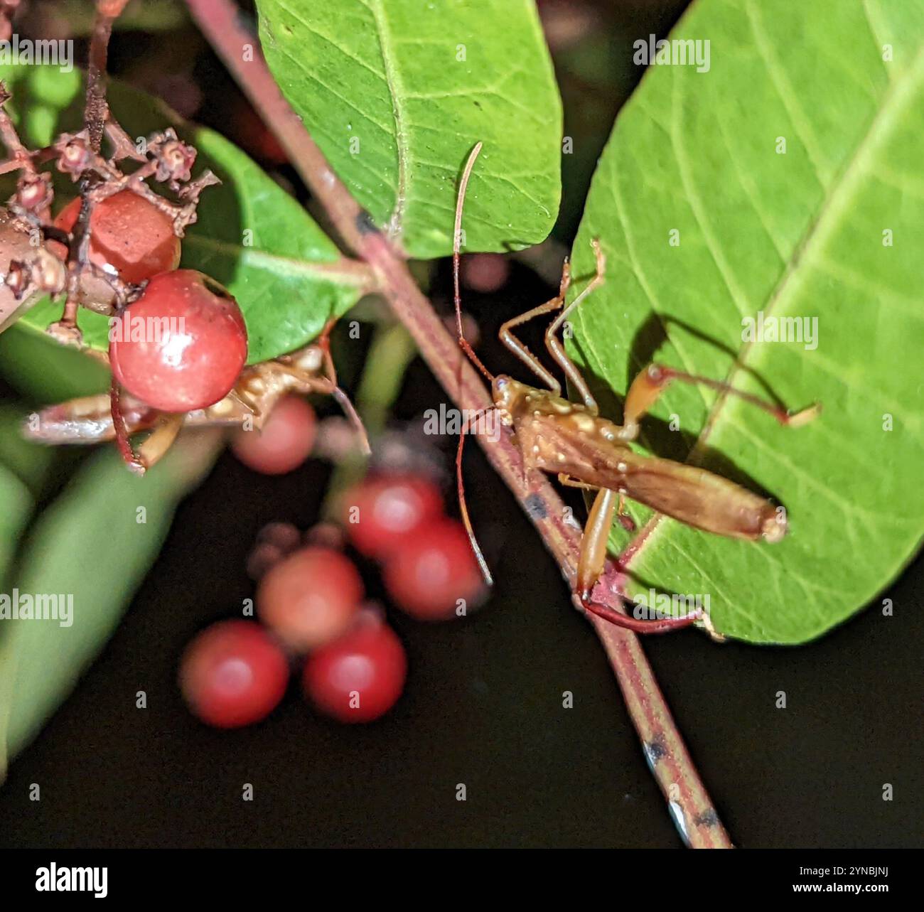 Hyalymenus hi-res stock photography and images - Alamy