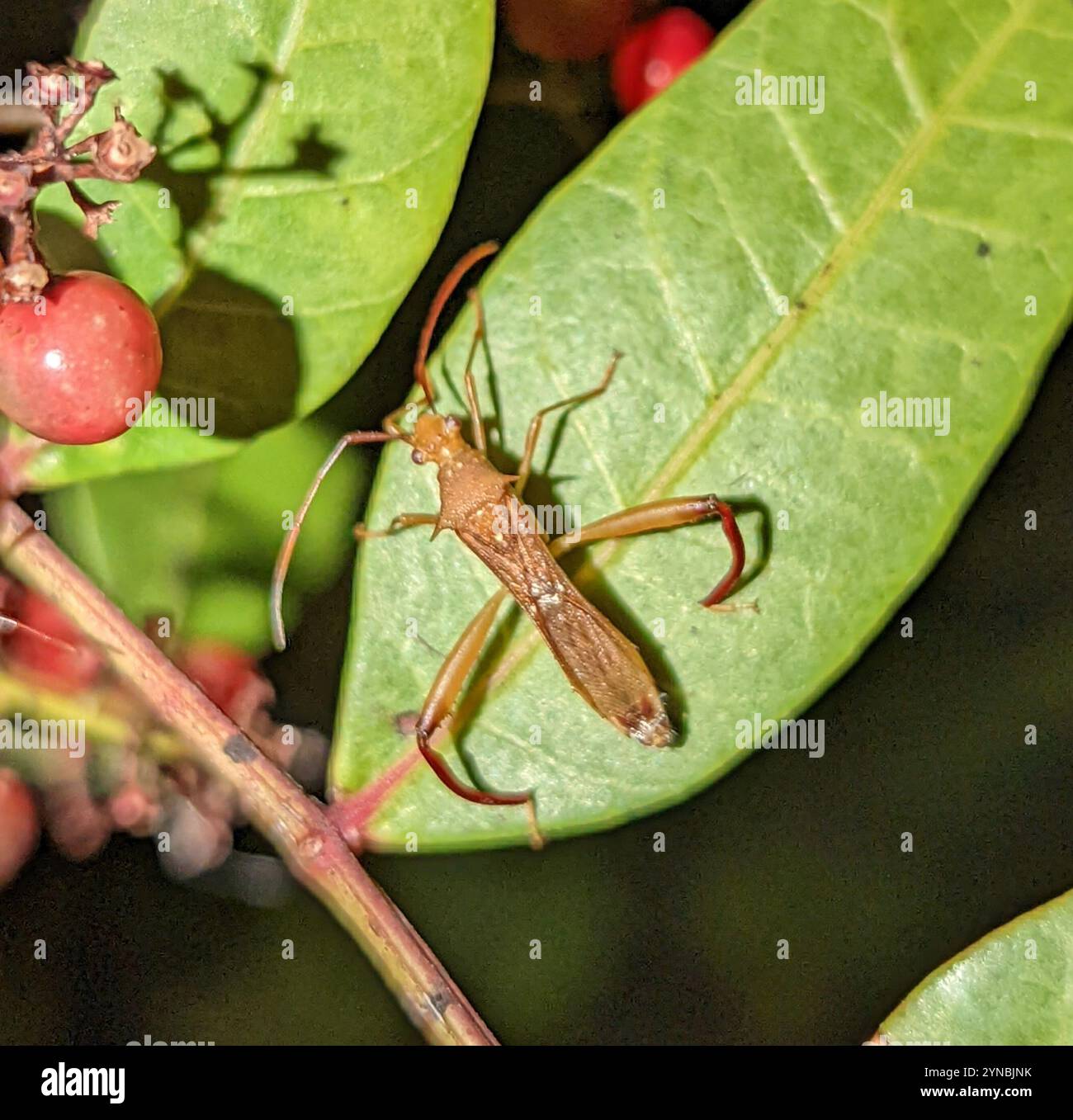 Hyalymenus hi-res stock photography and images - Alamy