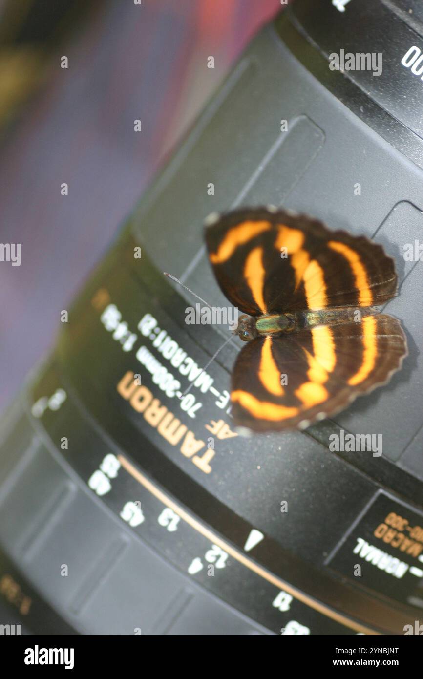 Small Yellow Sailer (Neptis miah Stock Photo - Alamy