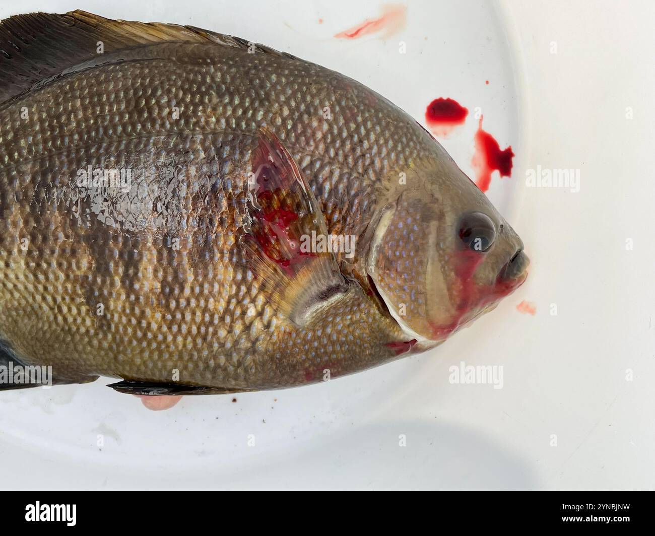 Embiotoca jacksoni hi-res stock photography and images - Alamy