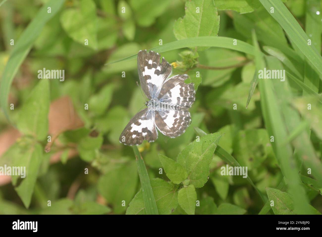 Common Pierrot (Castalius rosimon Stock Photo - Alamy