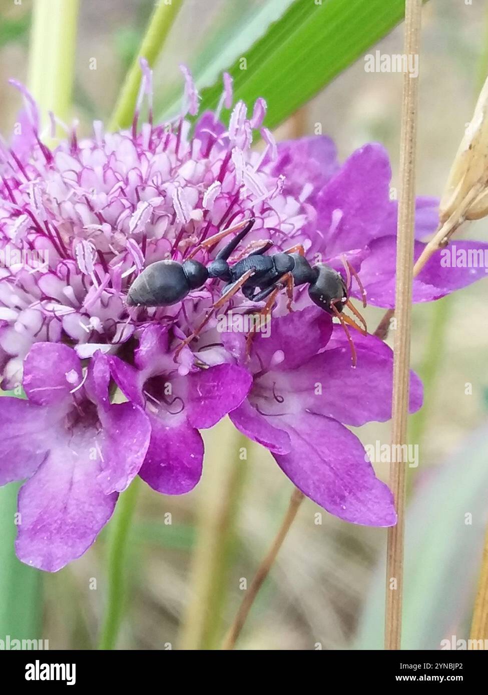 Jack jumper ant hi-res stock photography and images - Alamy