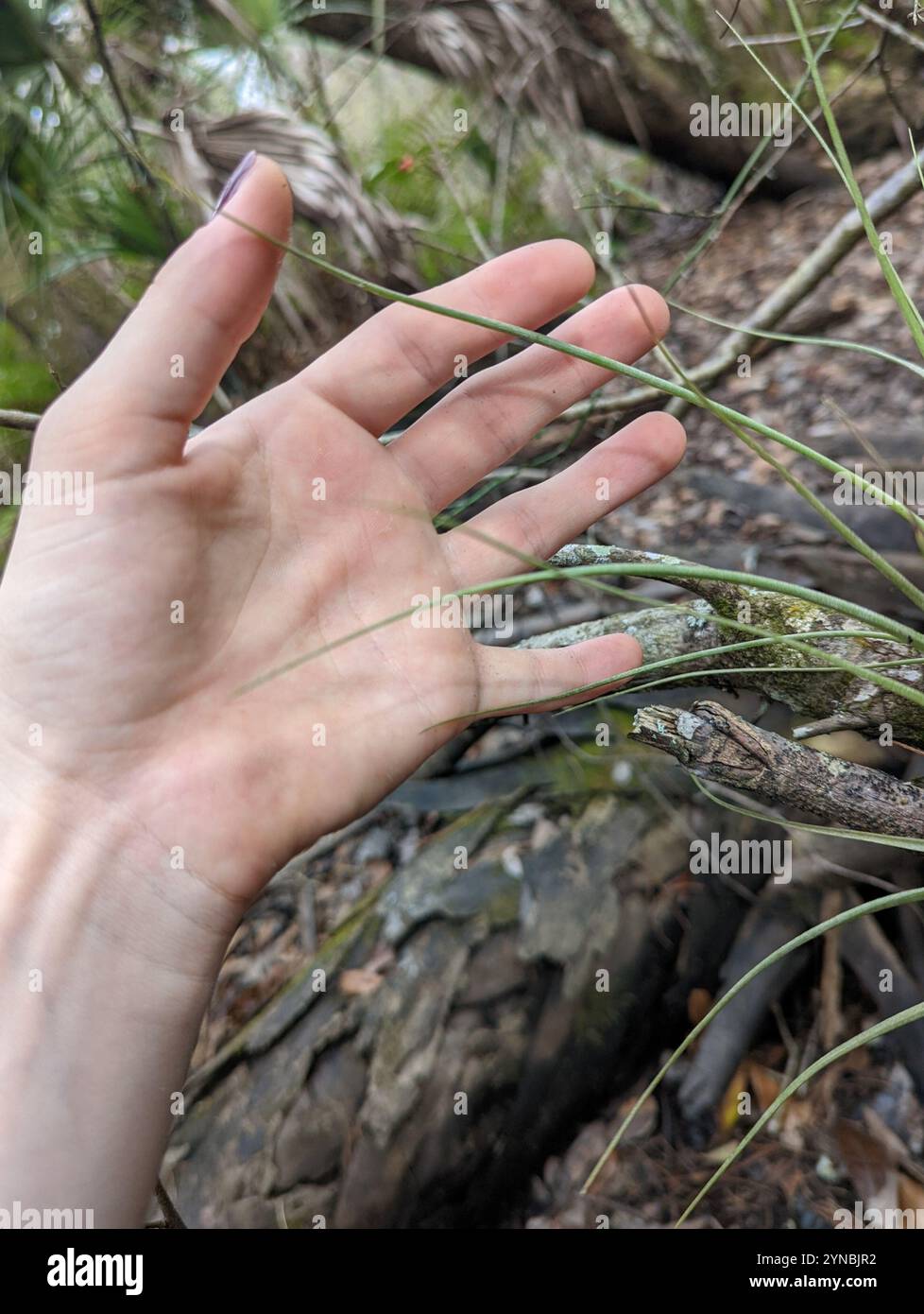Manatee River airplant (Tillandsia simulata Stock Photo - Alamy