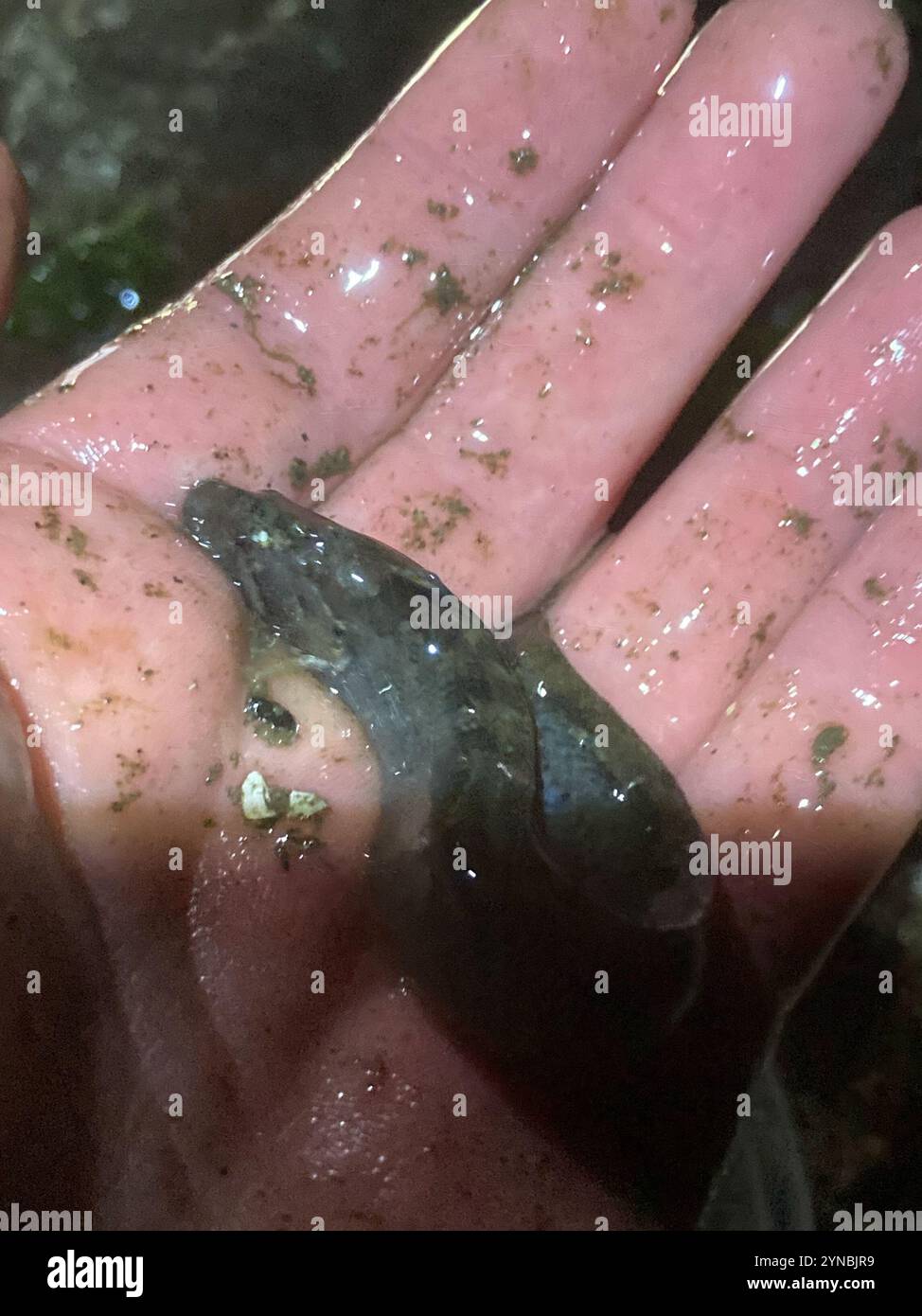 High Cockscomb (Anoplarchus purpurescens Stock Photo - Alamy