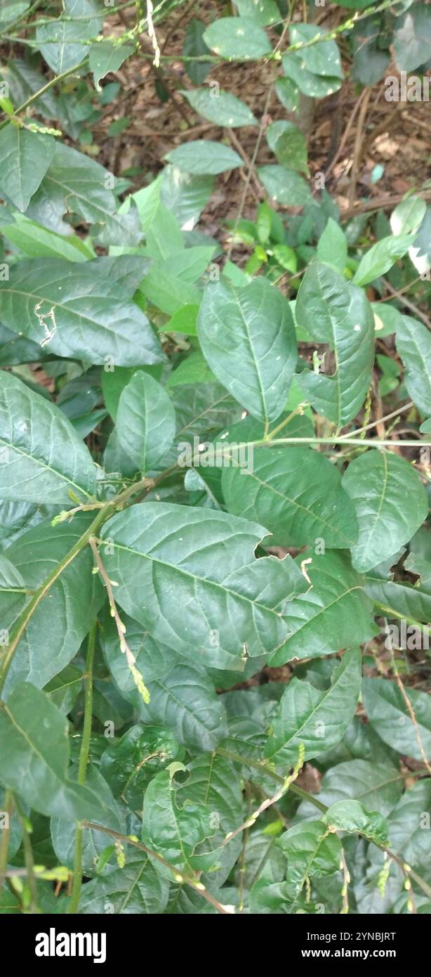 Guinea hen weed hi-res stock photography and images - Alamy
