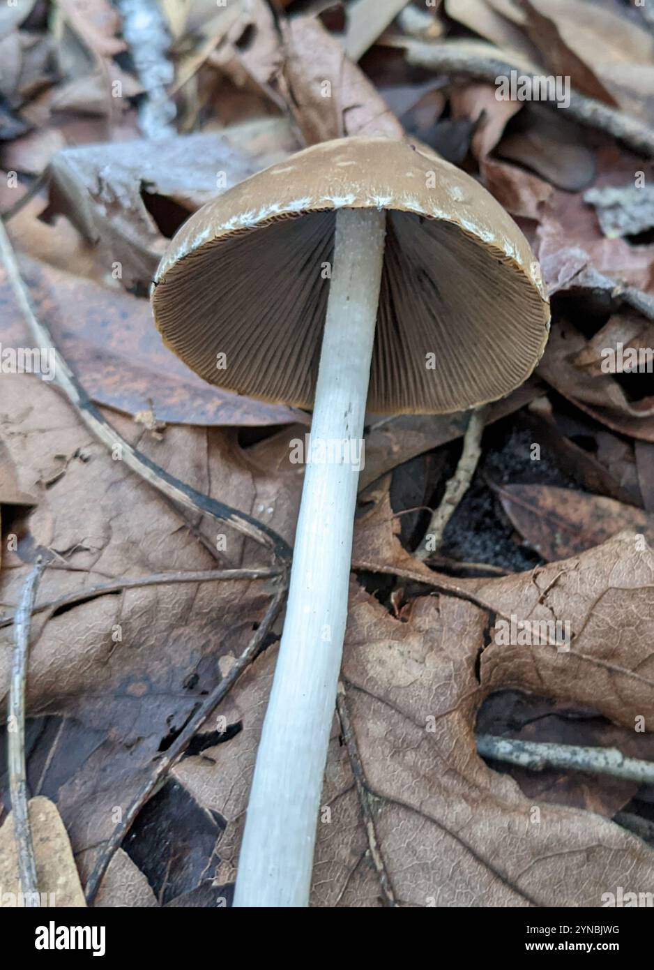 Tall Psathyrella (Psathyrella longipes Stock Photo - Alamy