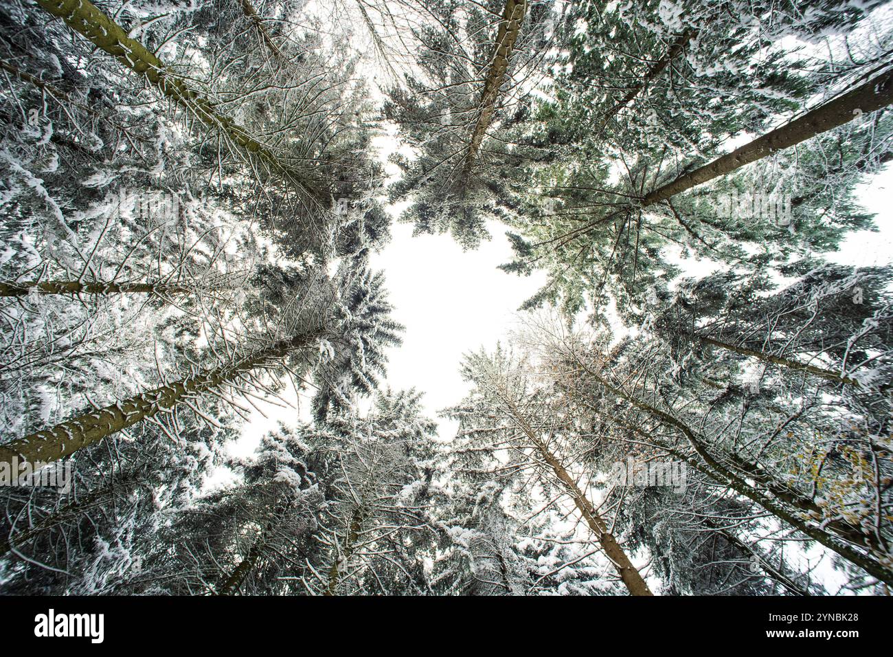 Fresh snow cover on tall pine tree canopy in a forest in Europe. Wide ...