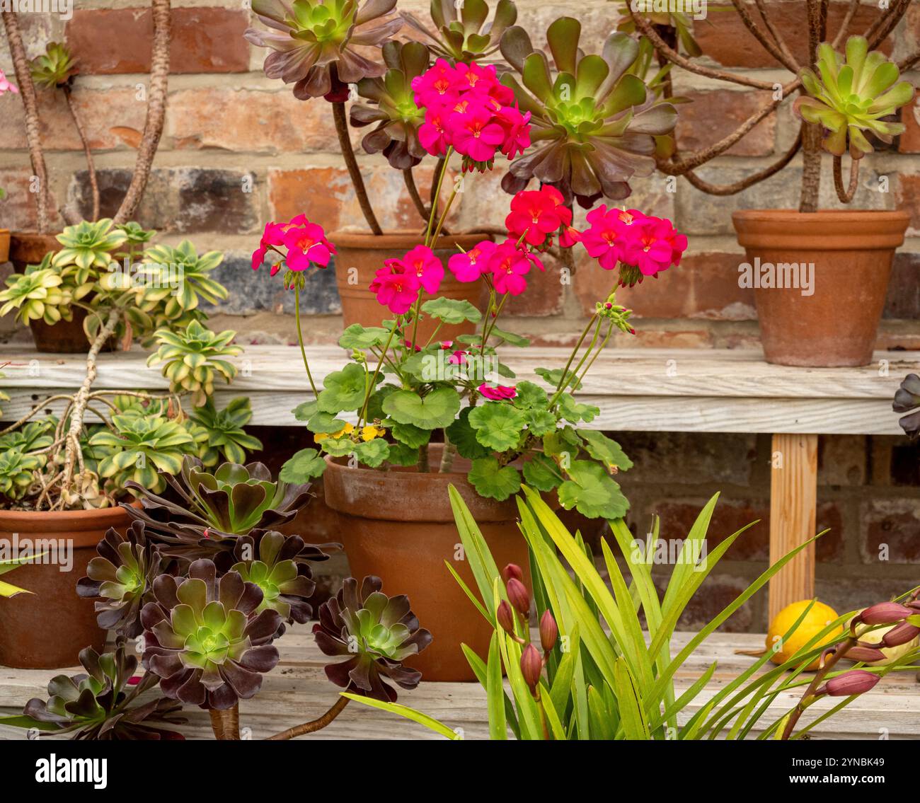 Geraniums winter greenhouse hi-res stock photography and images - Alamy