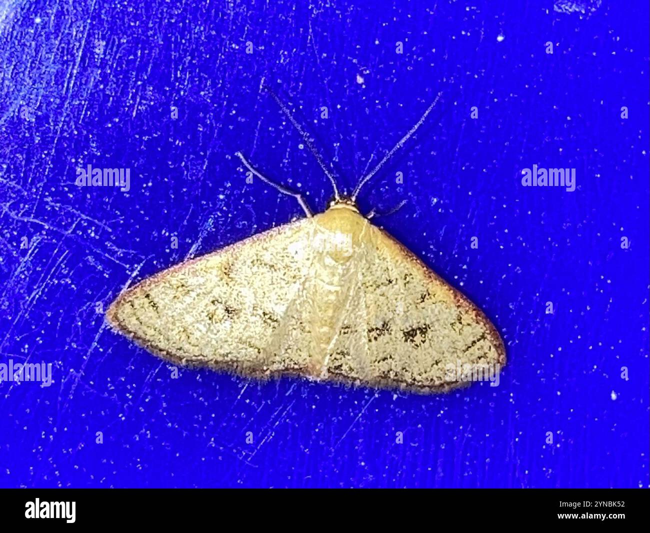 Geometer Moths (Geometridae Stock Photo - Alamy