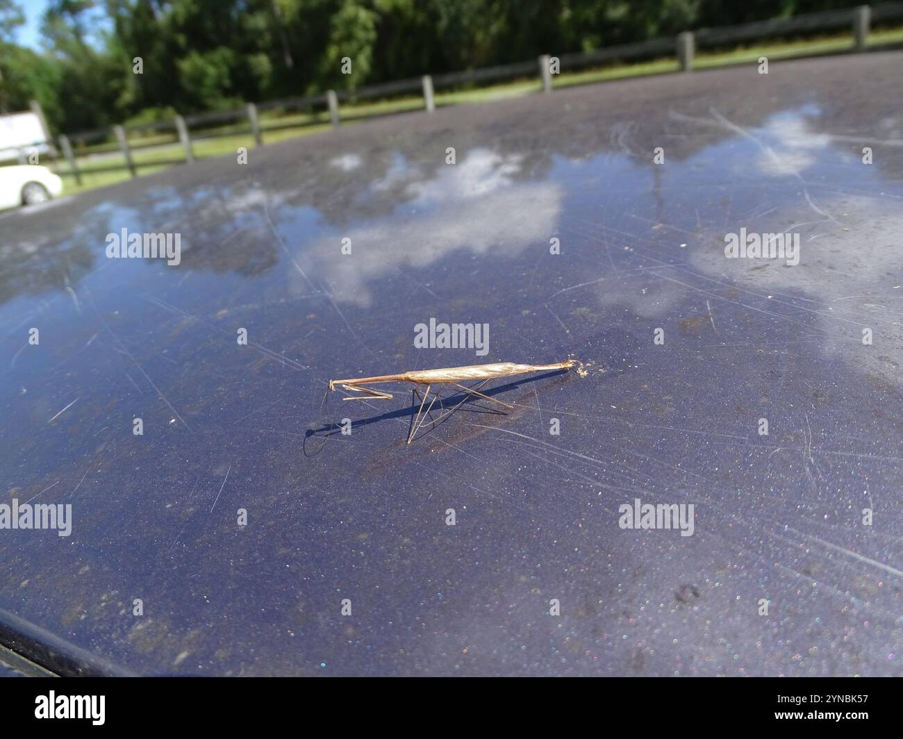 American Grass Mantis (Thesprotia graminis Stock Photo - Alamy