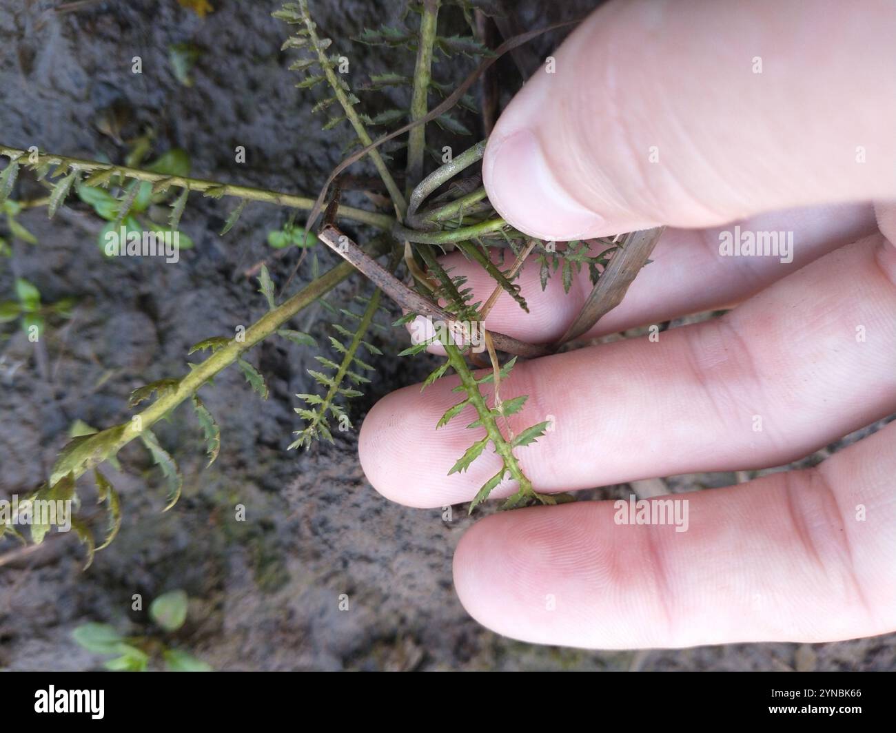 Bog Yellowcress (Rorippa palustris Stock Photo - Alamy