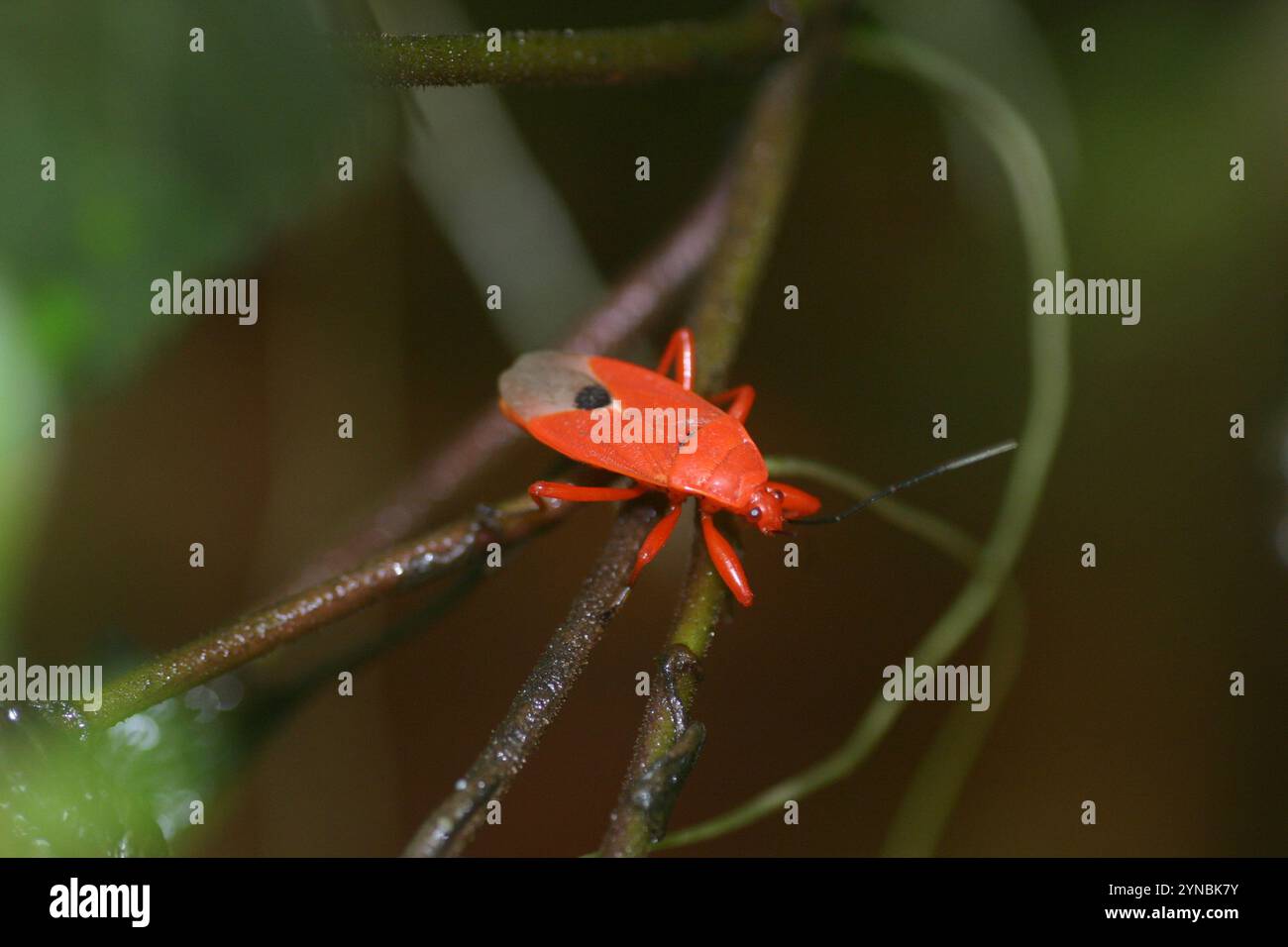 Red Bugs (Pyrrhocoridae Stock Photo - Alamy