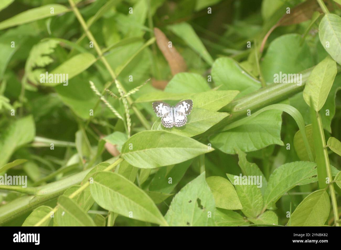 Common Pierrot (Castalius rosimon Stock Photo - Alamy
