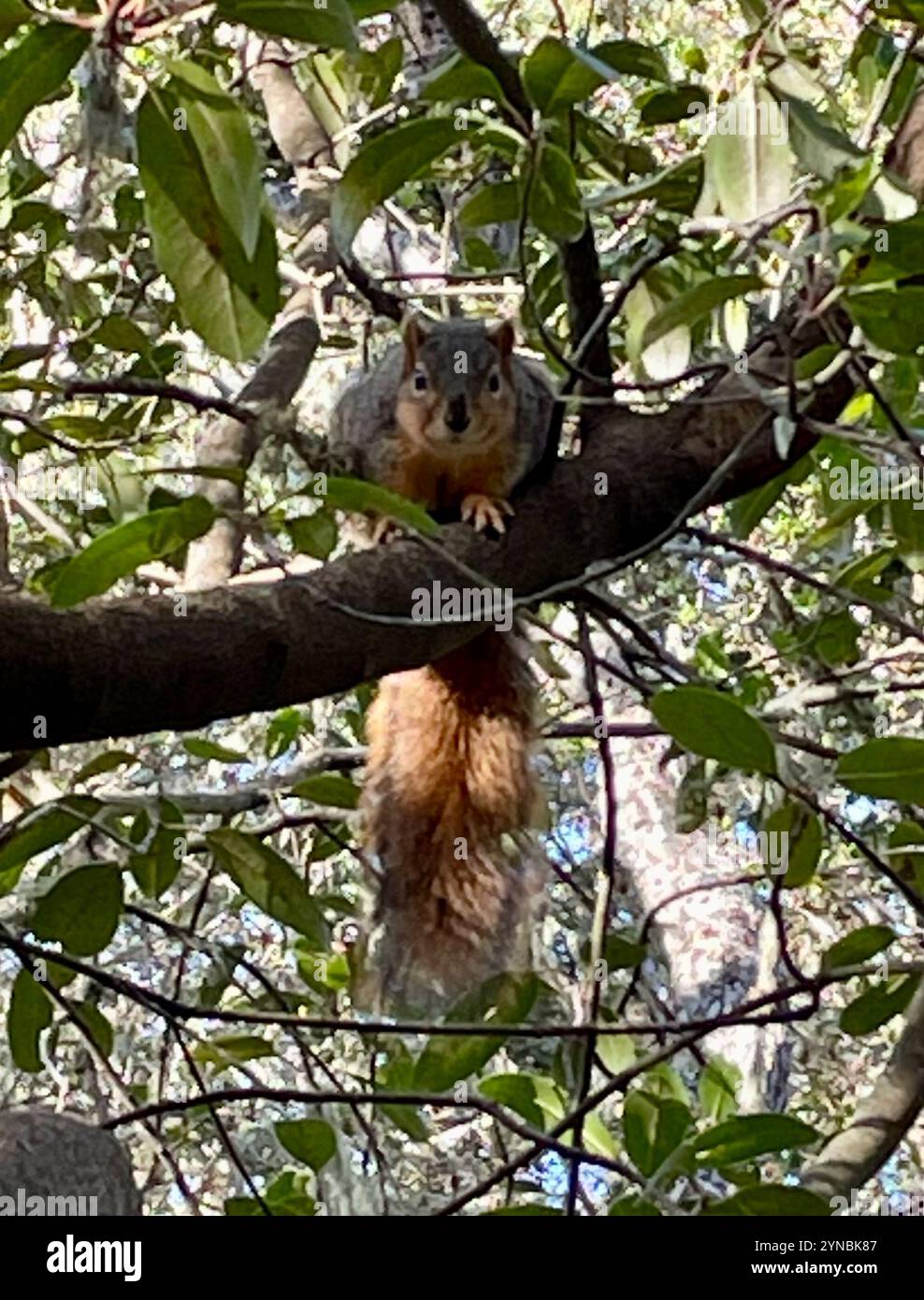 Eastern Fox Squirrel (Sciurus niger Stock Photo - Alamy