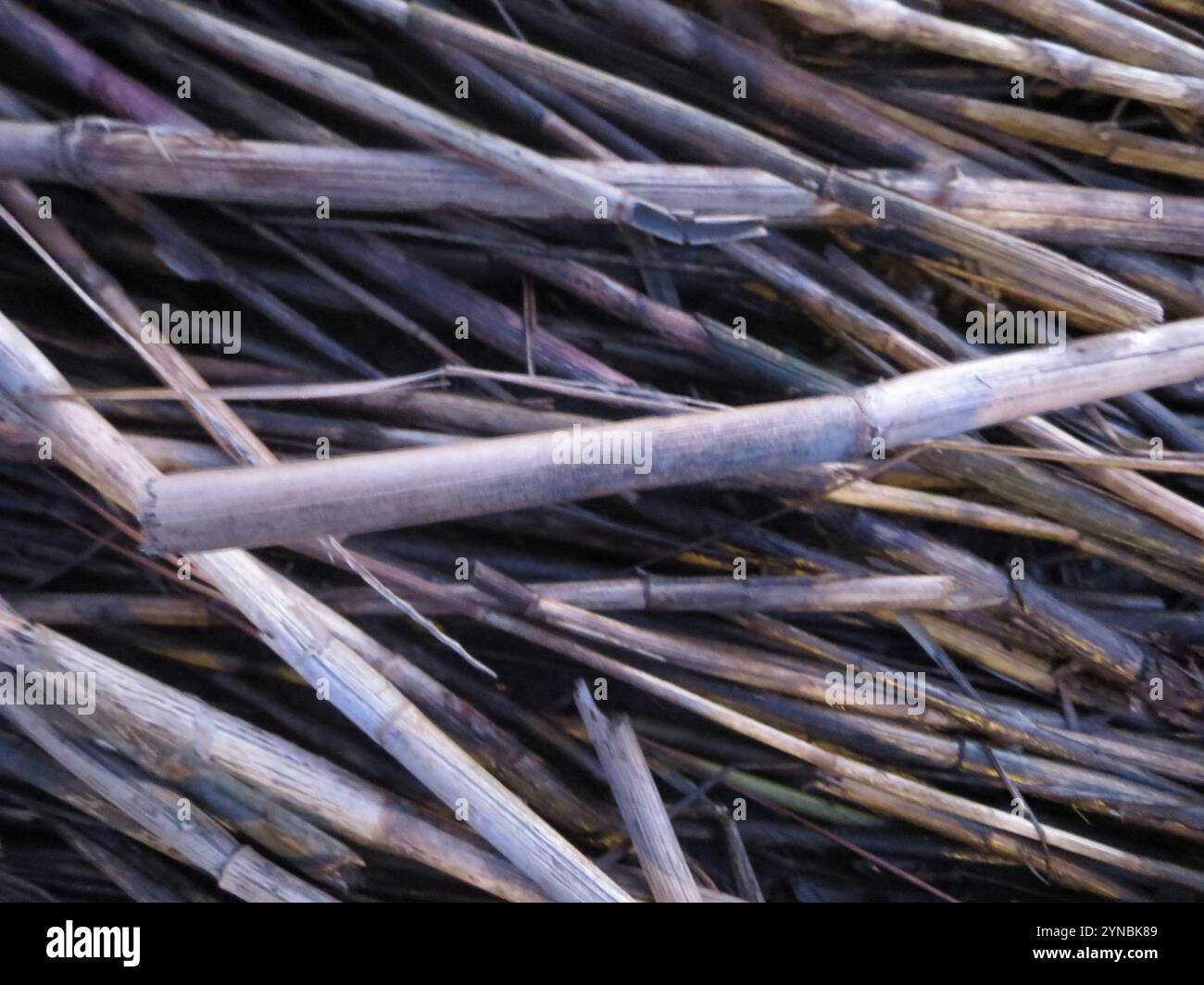 Reeds, Giant Canes, and allies (Arundinoideae Stock Photo - Alamy
