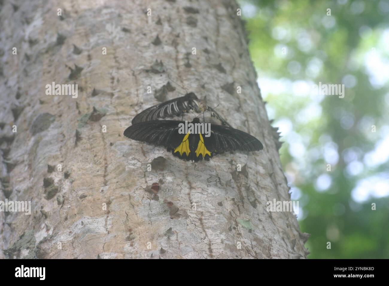 Southern Birdwing (Troides minos Stock Photo - Alamy