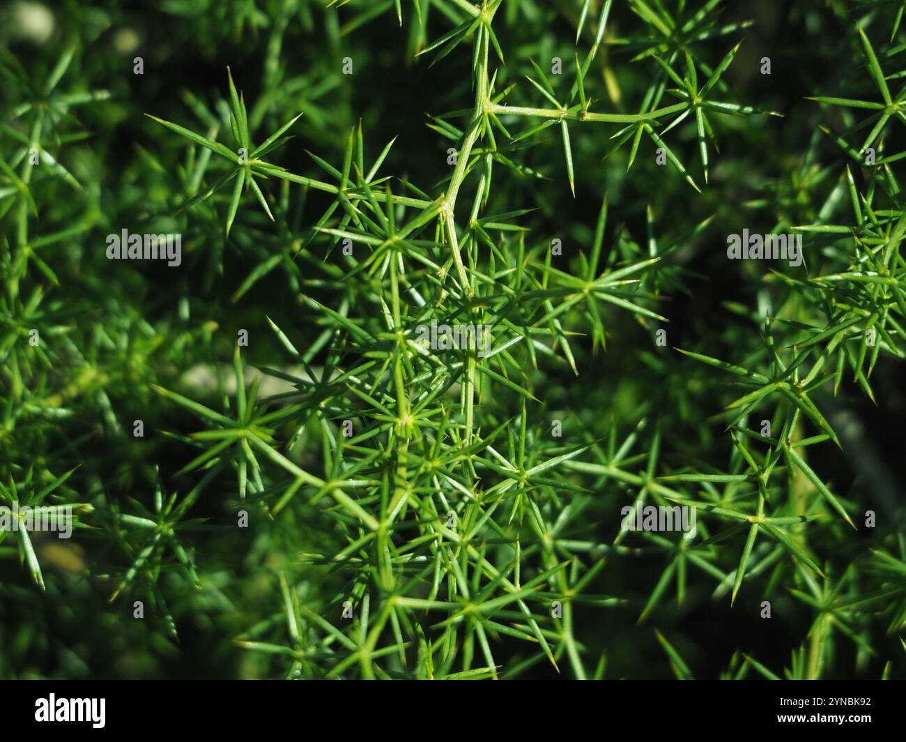 Spiny Asparagus (Asparagus acutifolius Stock Photo - Alamy